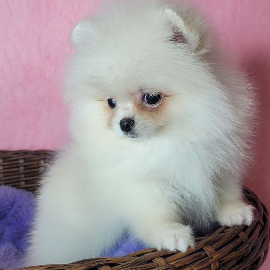 Померанский шпиц девочка