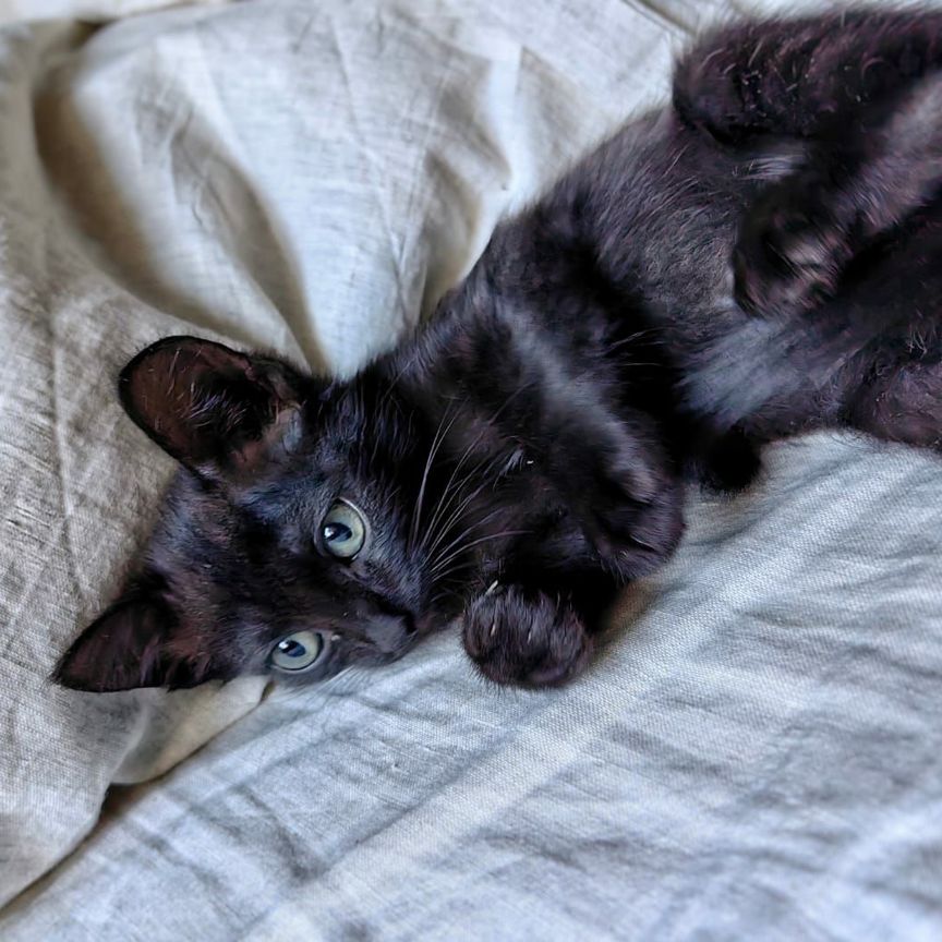 Котята ищут дом