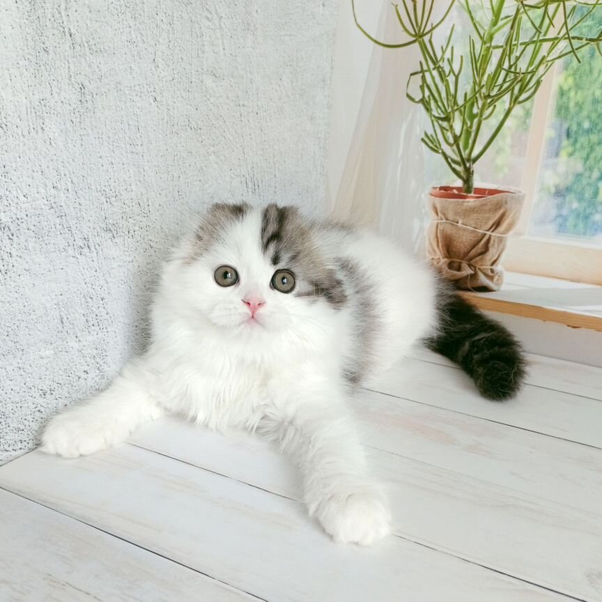 Шикарный котенок