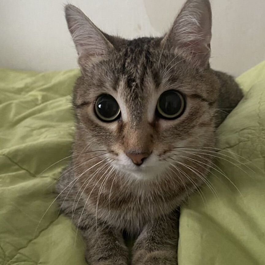 Отдам в добрые руки