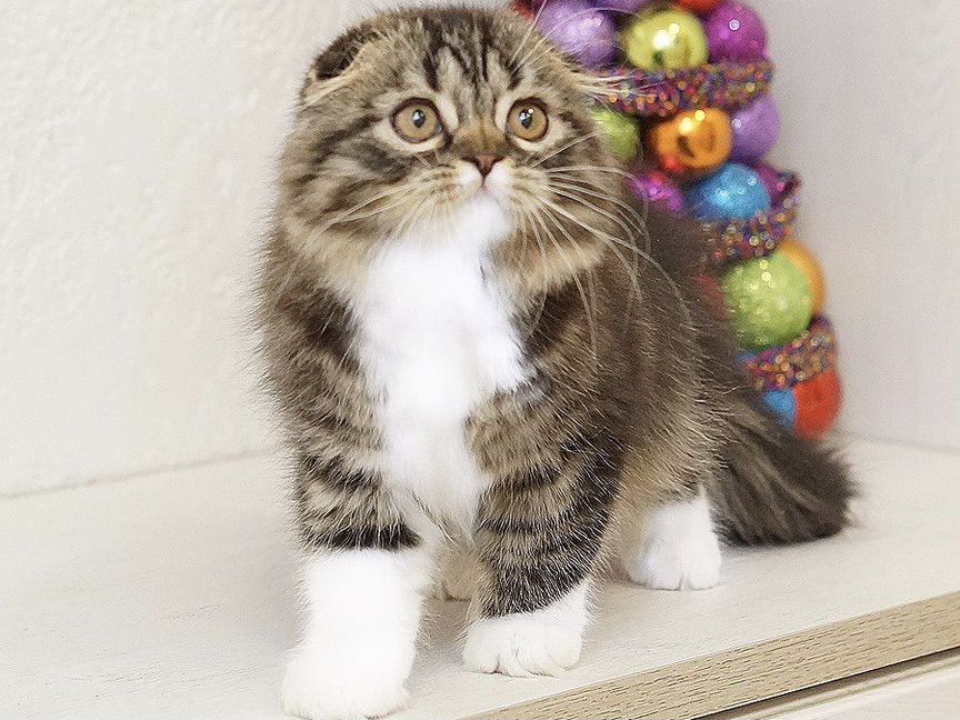 Шотландские вислоухие котята девочка