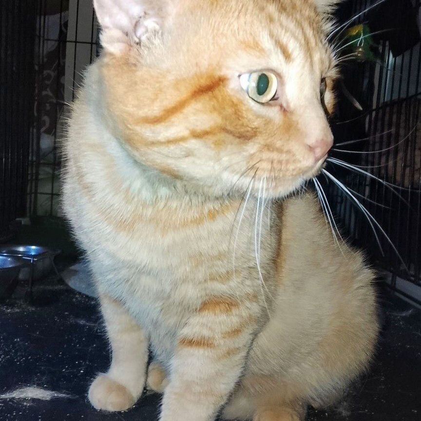 Взрослый кот в добрые руки