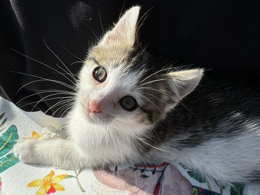 Котята бесплатно