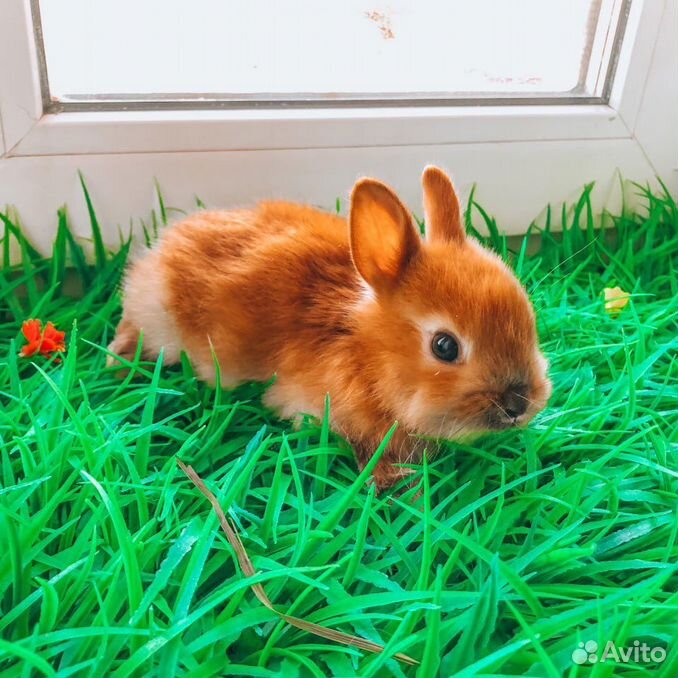 Карликовый кролик - супер мини с ладонь