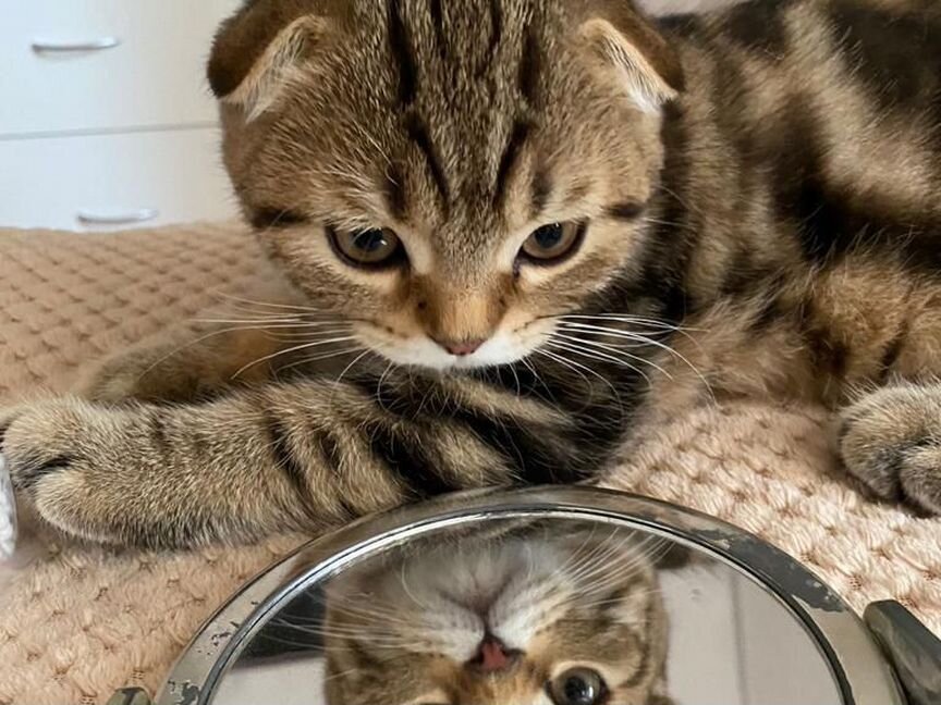 Золотой котенок-тигренок