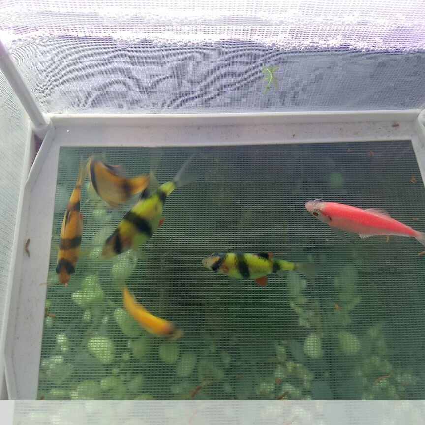 Барбусы и тернеции