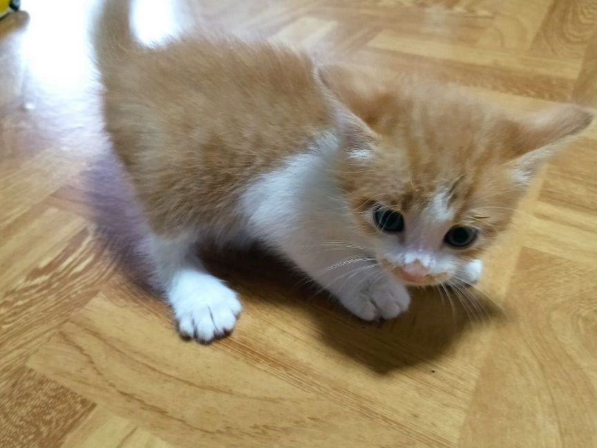 Котёнок