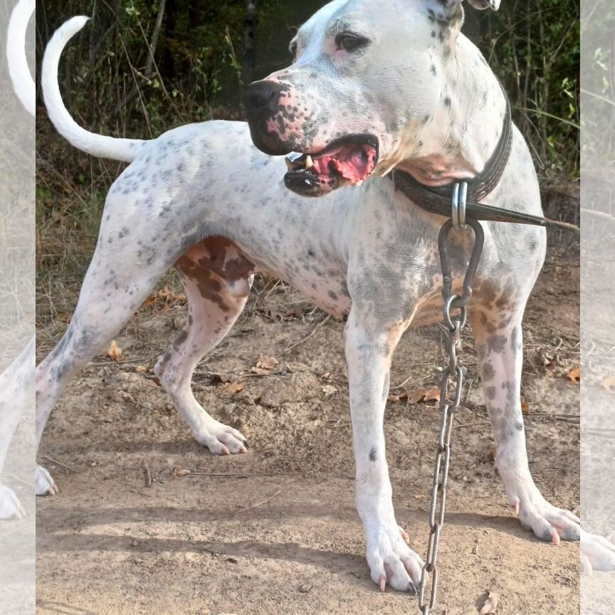 Собака Спанки, 2 года, умный и добрый