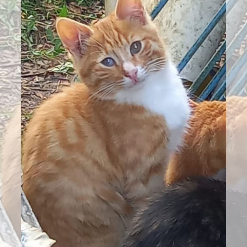 Нежный ласковый котёнок ищет свой дом