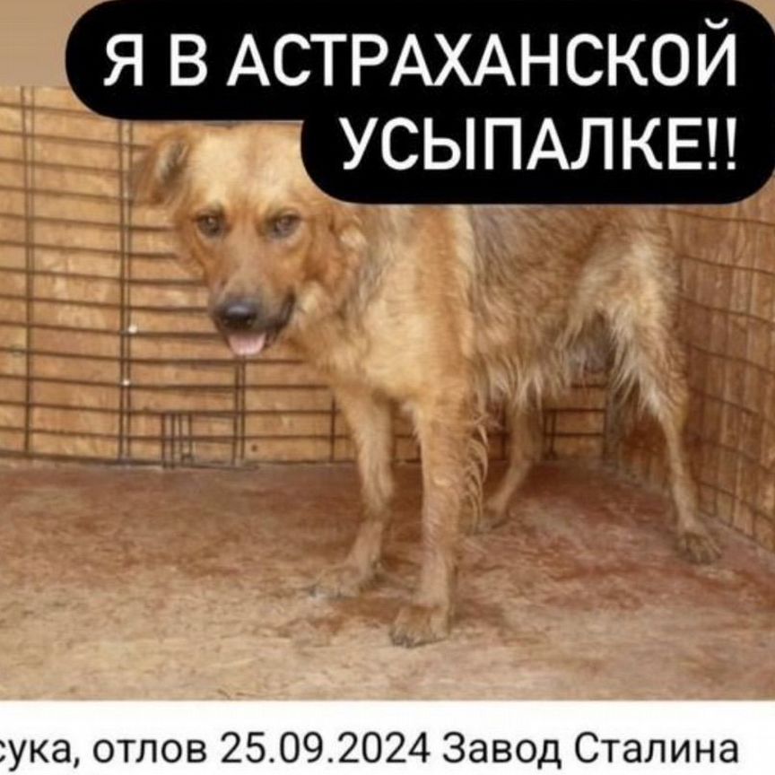 Спасите собаку от усыпления