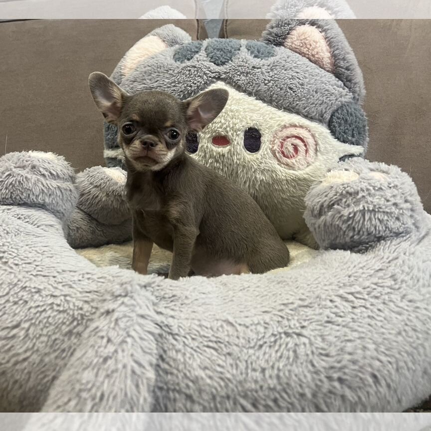 Чихуахуа, щенок