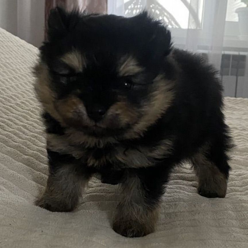 Померанский шпиц, щенок