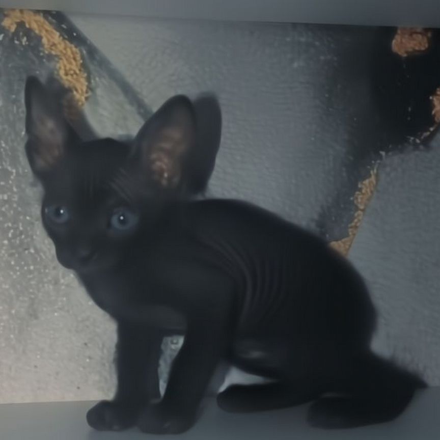 Донской сфинкс котёнок