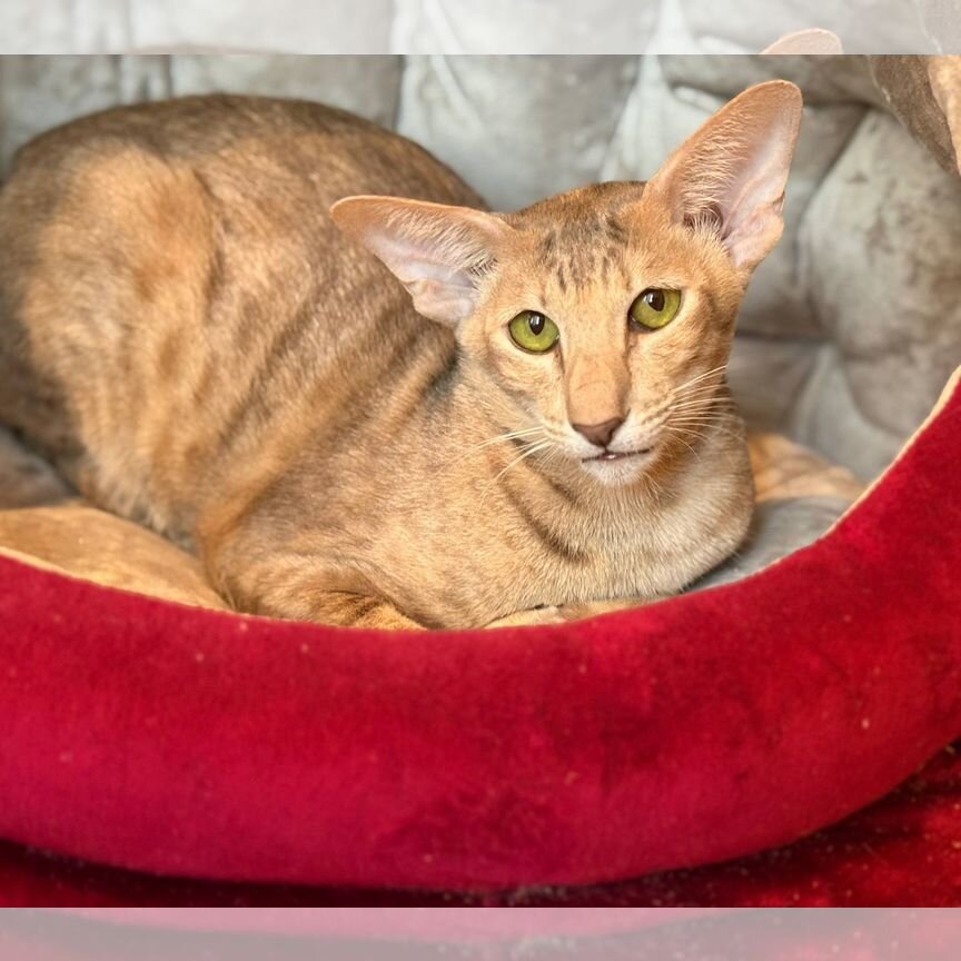 Ориентальная, взрослая кошка