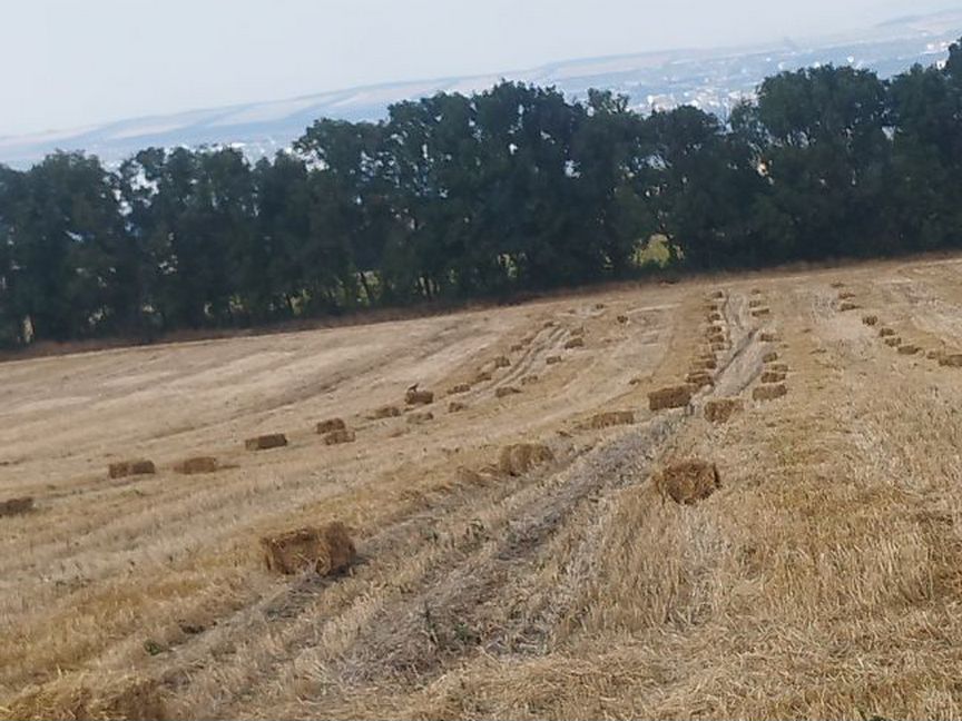 Солома пшеничная и ячмëнная