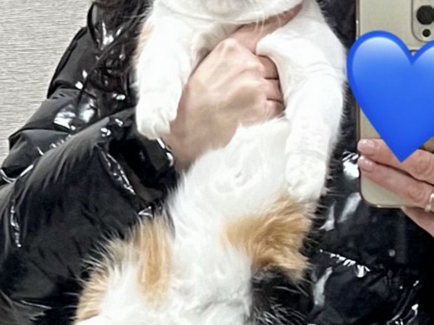 Кошка в дар бесплатно