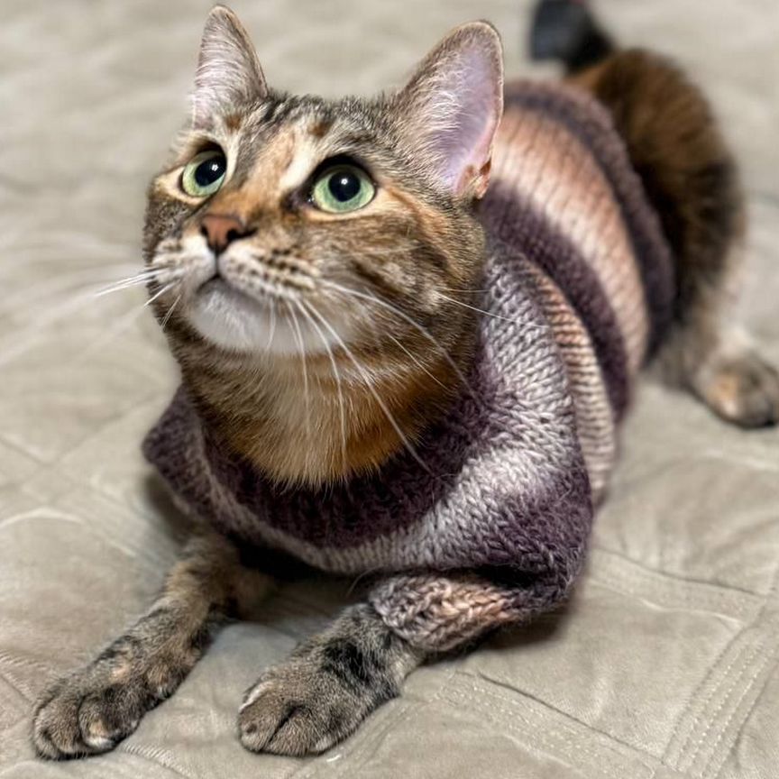 Свитер для вашего питомца