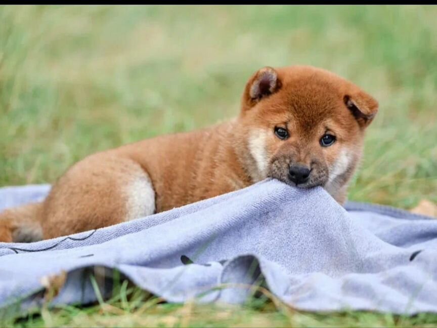 Продаются щенки сиба-ину