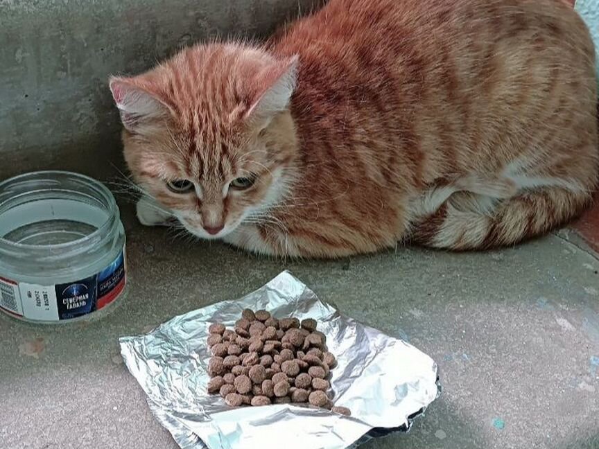 Котенок в добрые руки