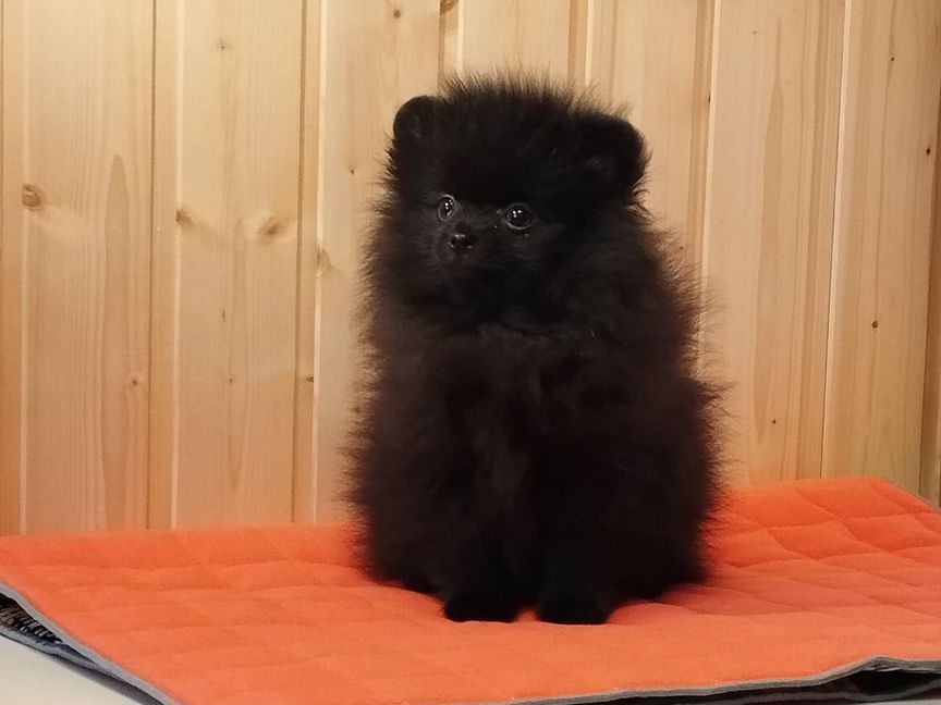 Померанский шпиц мини черный