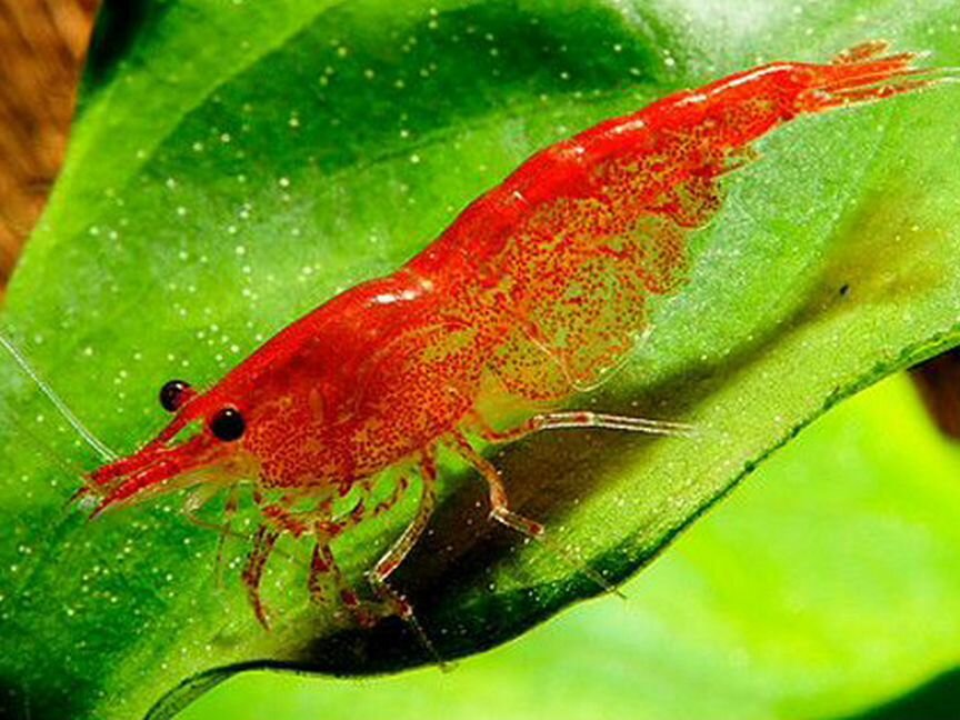 Креветки цветные, карликовые раки