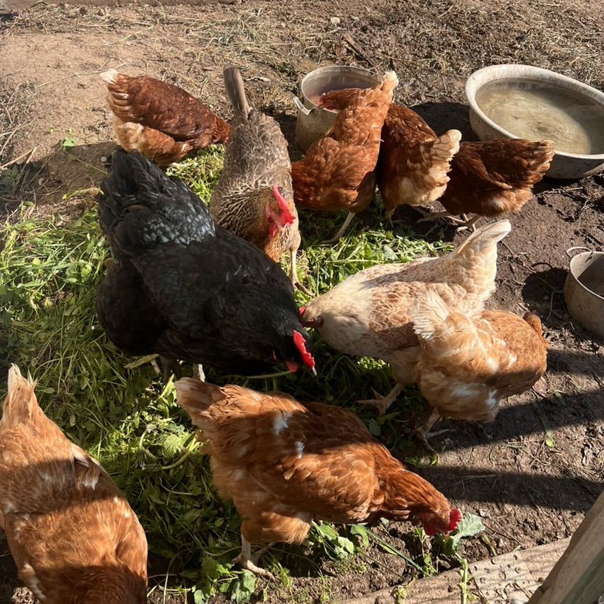 Куры несушки продам
