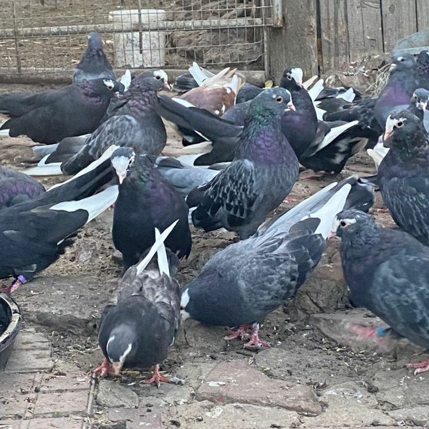 Голуби