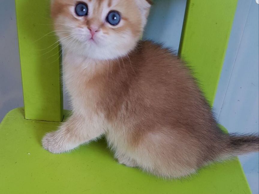 Клубные котики бронирование