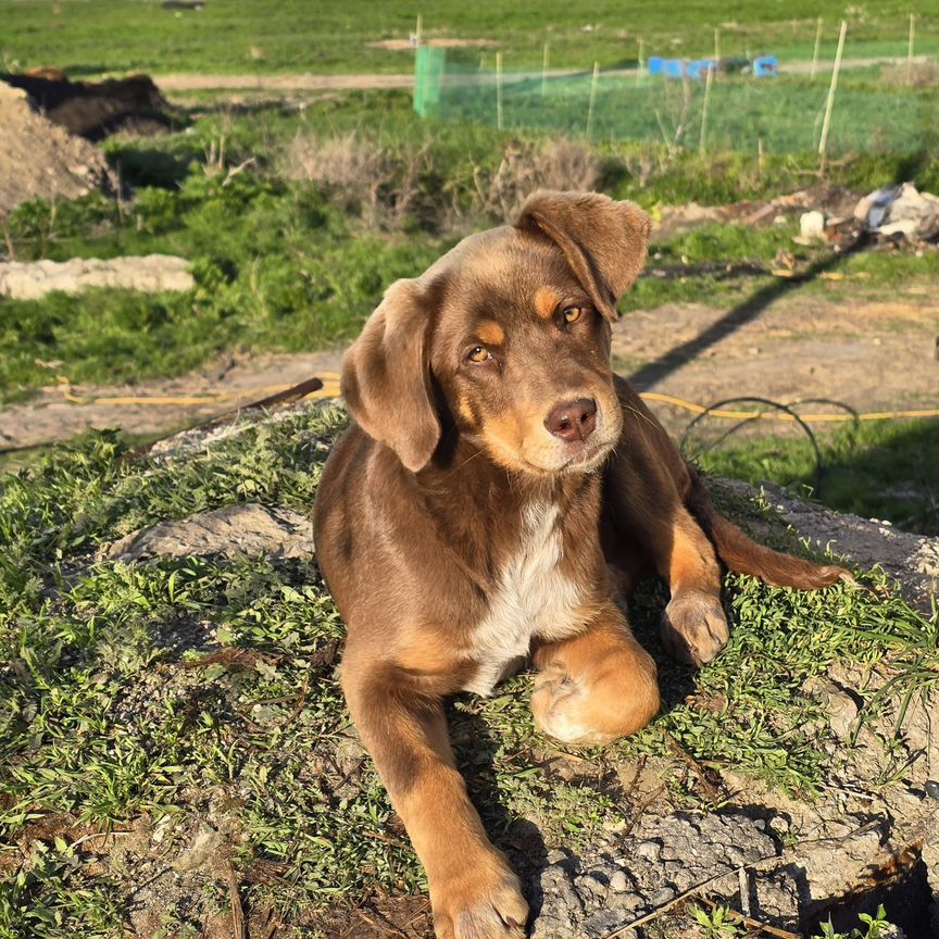 Каштанка ищет дом