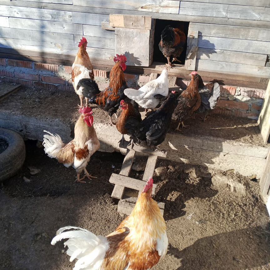 Молодые петушки