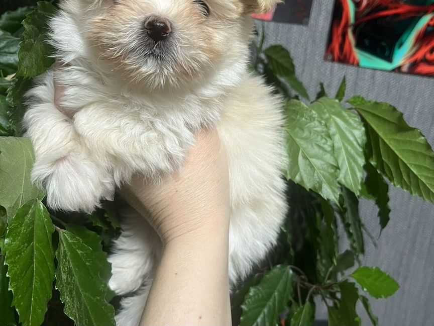 Обояшки мальтипу