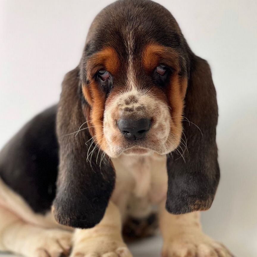 Щенки бассет хаунд