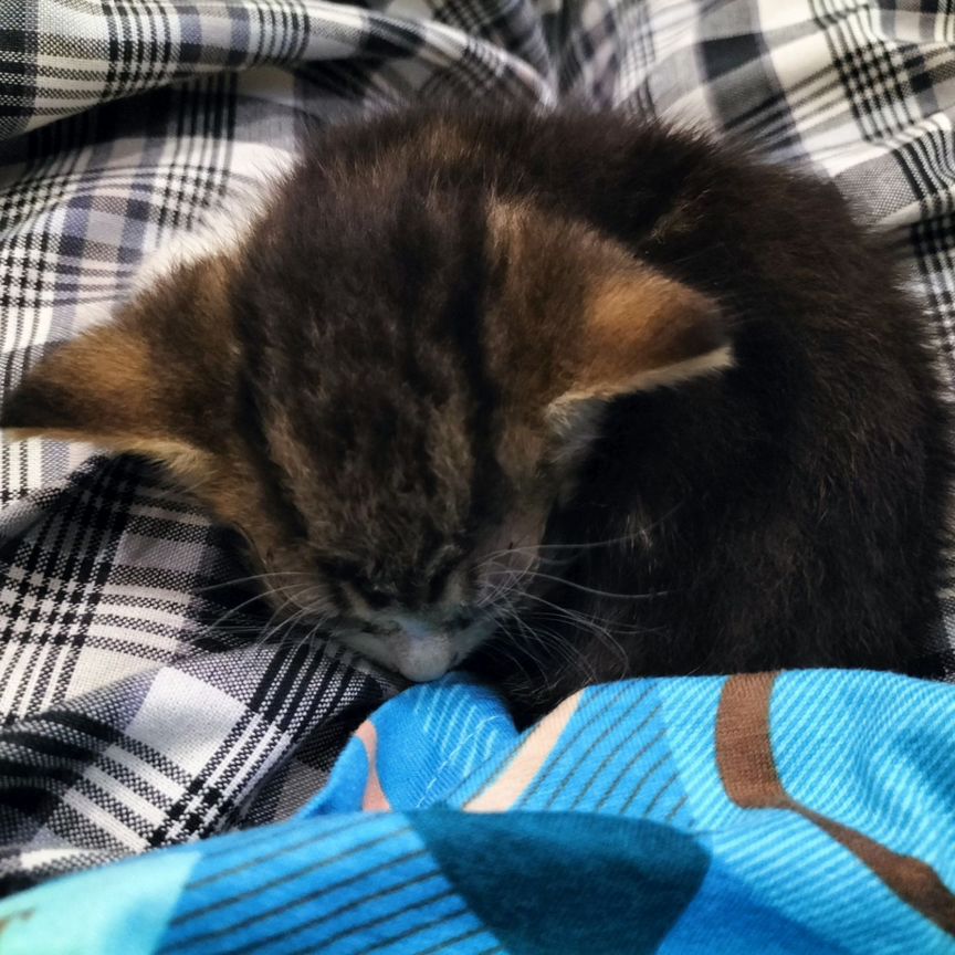 Котёнок в добрые руки бесплатно