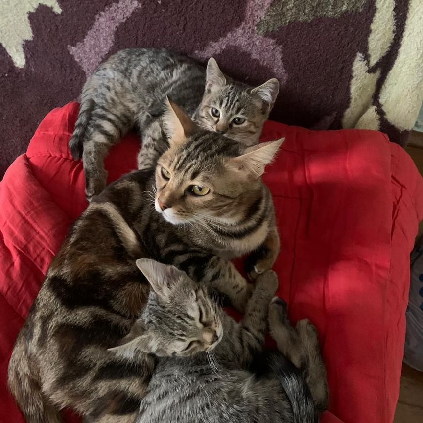 Котята-бенгалы в дар