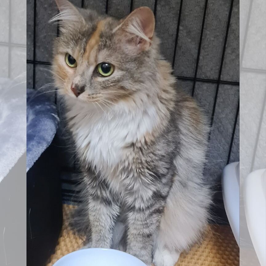 Ясмин станет добрым талисманом Вашего дома