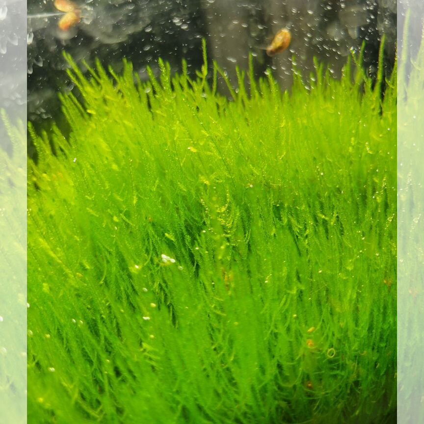 Растения для аквариума