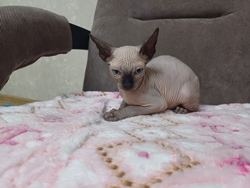 Канадский сфинкс Эльф