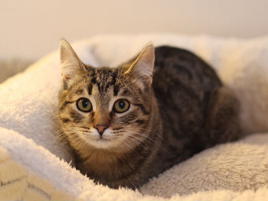 Игривый полосатик