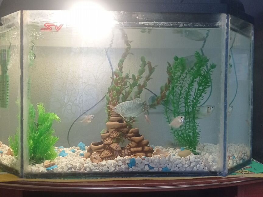 Аквариум с рыбками