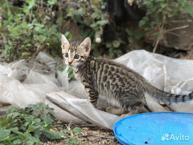 Бенгальские котята