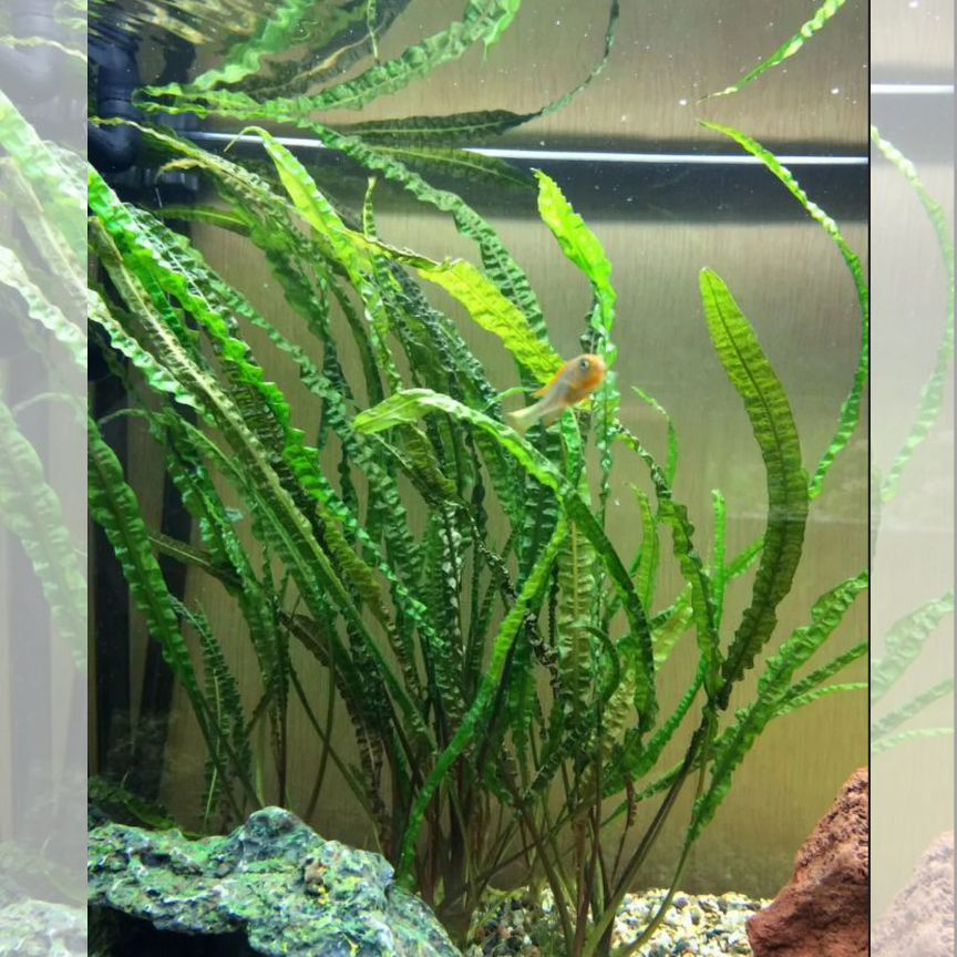 Растение на кочке криптокорина апоногетон - Crypto