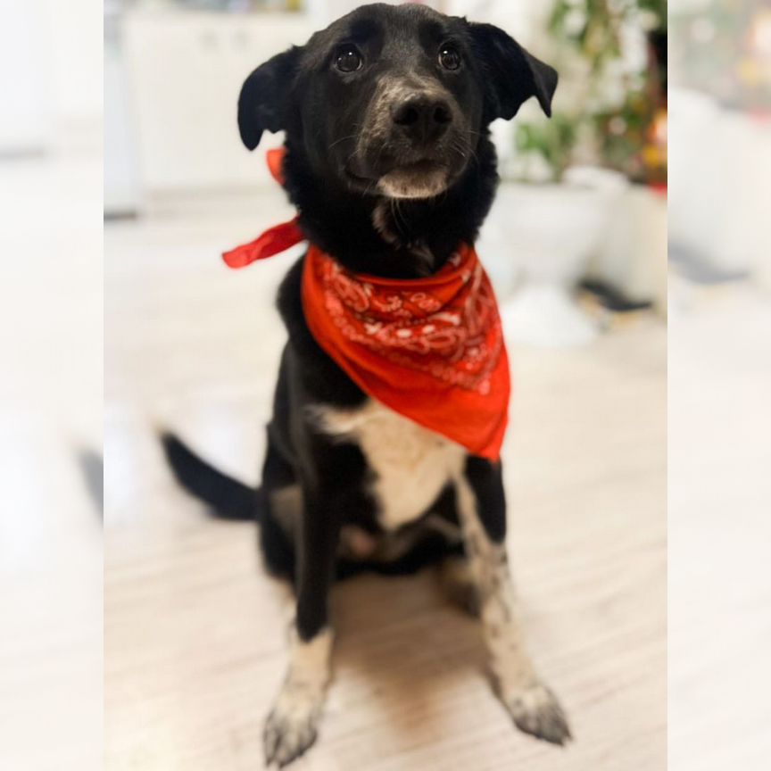 Щенок в добрые руки