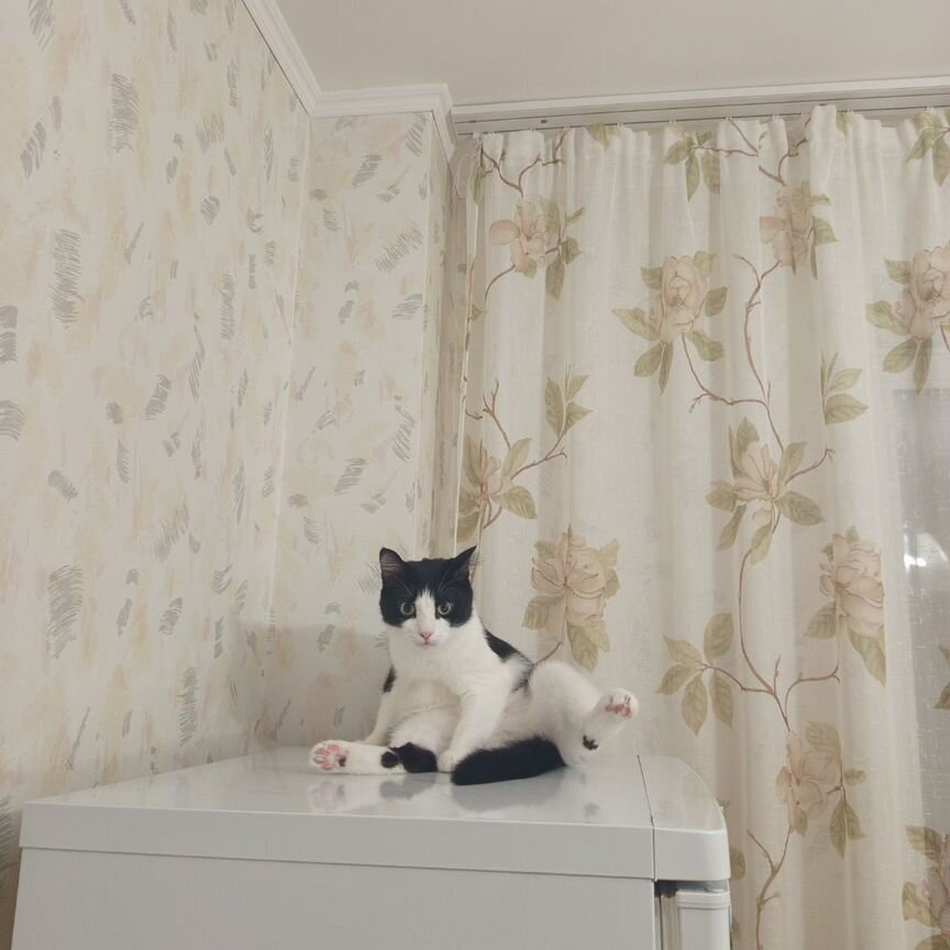 Кот в добрые ручки