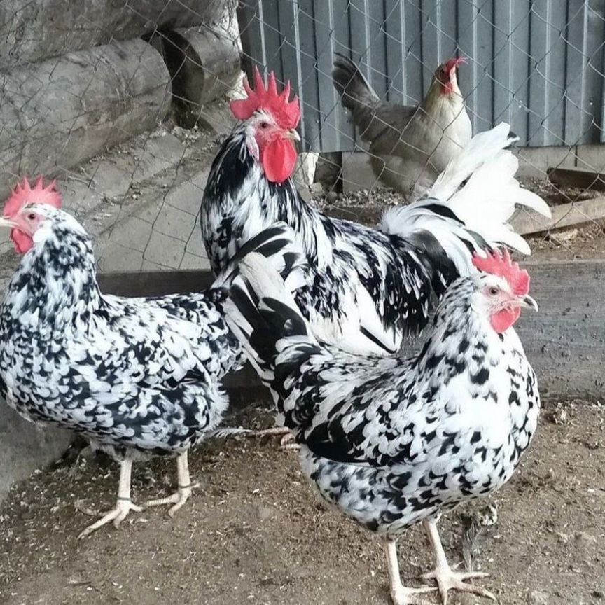 Куры легорн долматинец