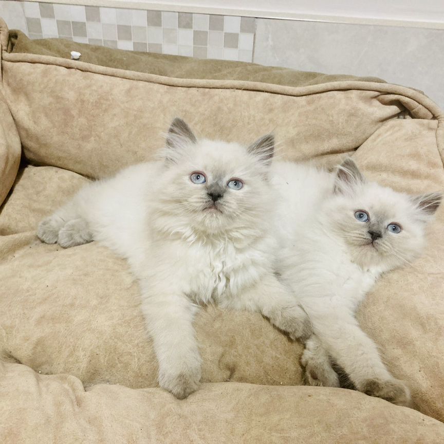 Котята Невские к новому году