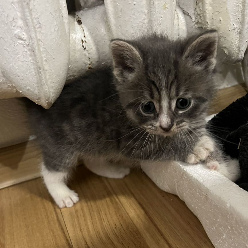 Котёнок в добрые руки