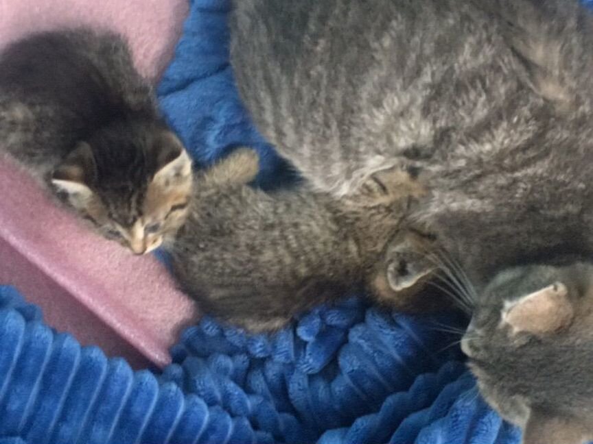 Мать и 2 маленьких котенка