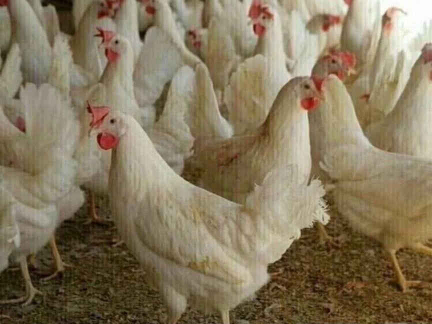 Куры несушки