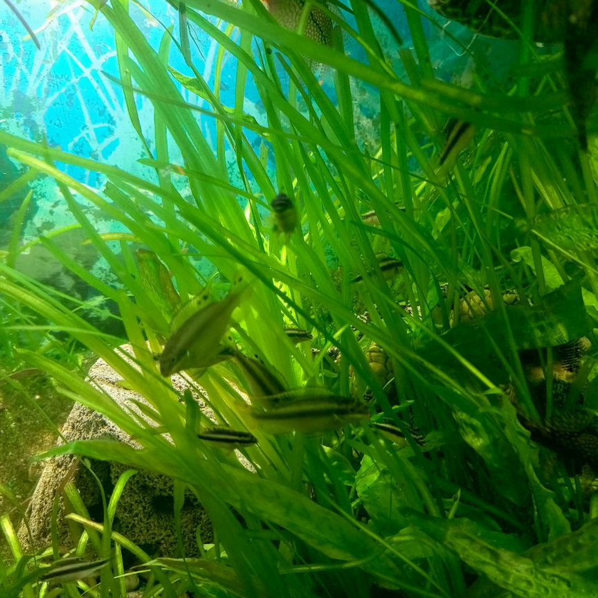 Пельвикахромис