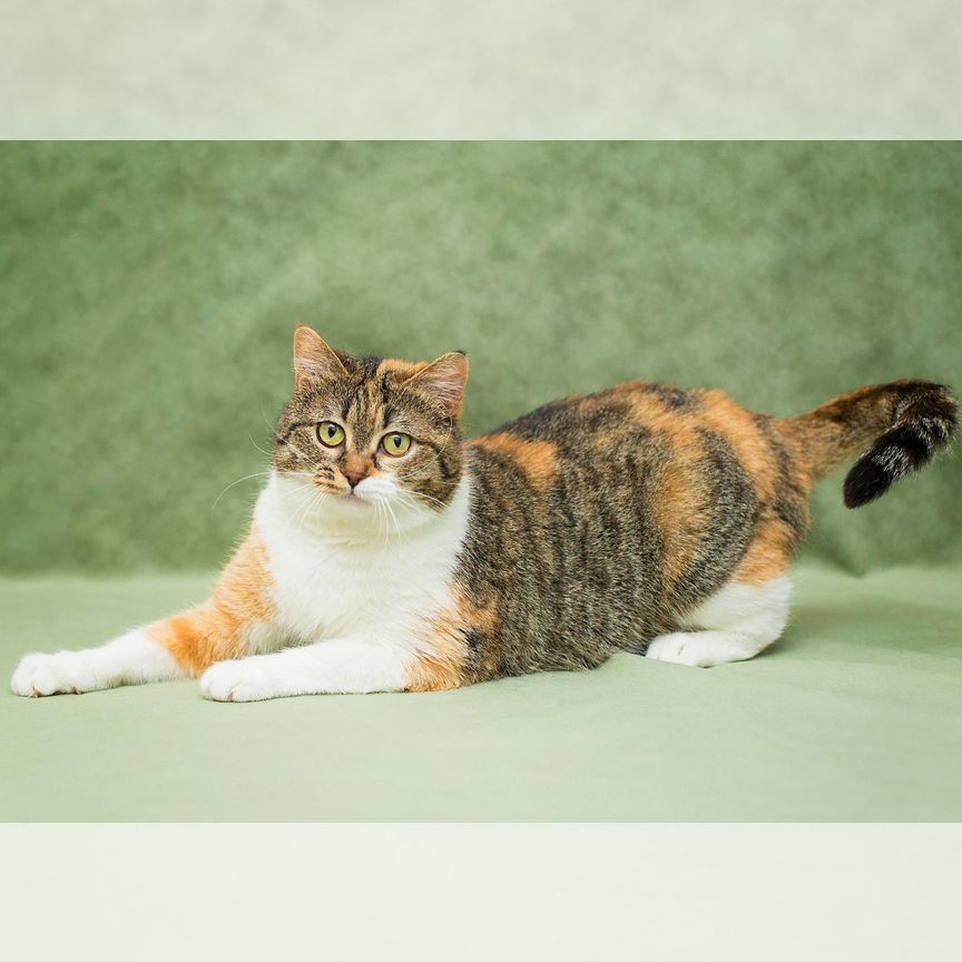 Шотландская прямоухая короткошёрстная, взрослая кошка